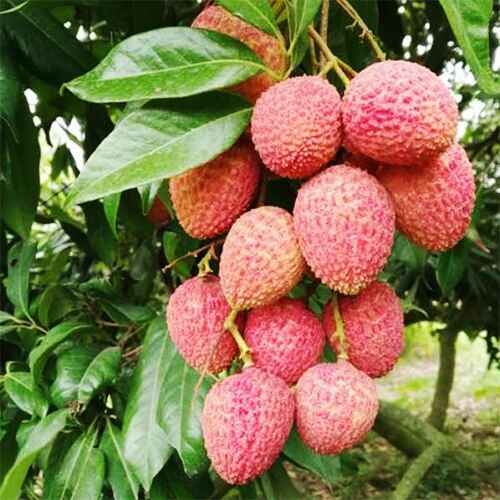 Bombai Litchi Grafted live Fruit Plant(Height1.5-3Feet) - Basundhara ...