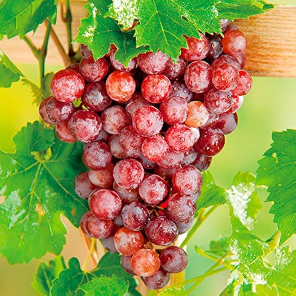Red Grapes Ruby Gem Grafted Live Fruit Plant(Height1.5-3Feet ...
